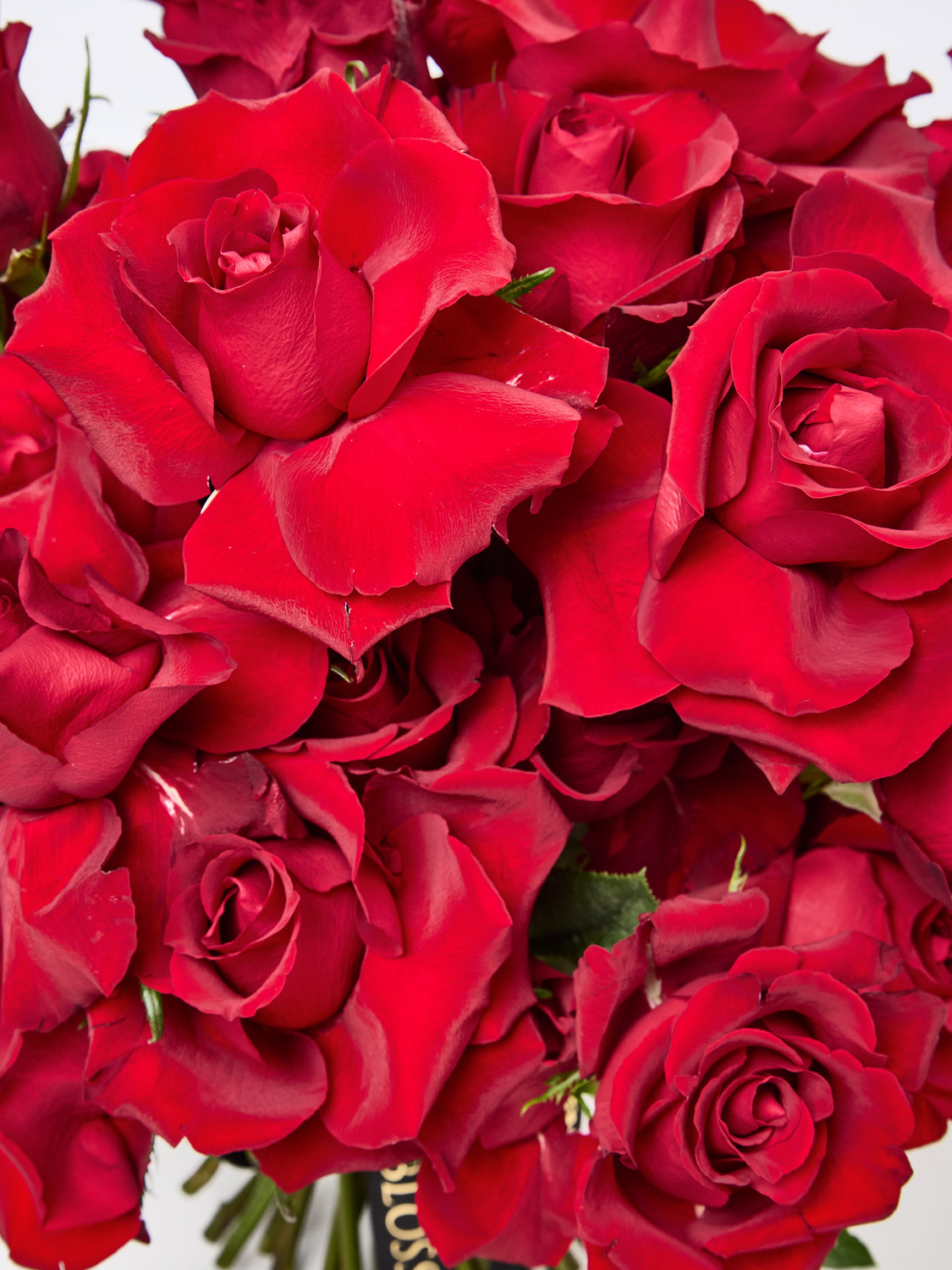 Eternal Devotion – Blossom Fresh Flowers